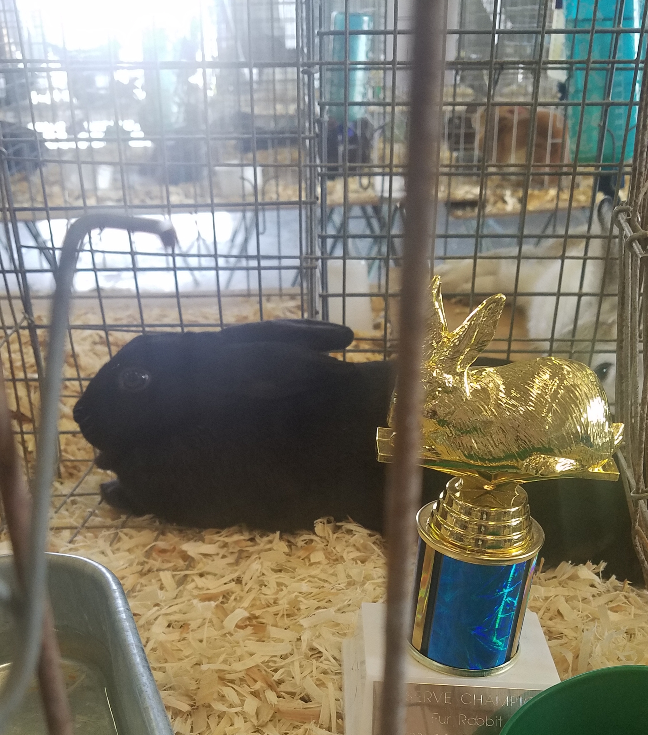 Ninja | Four Sisters Dish